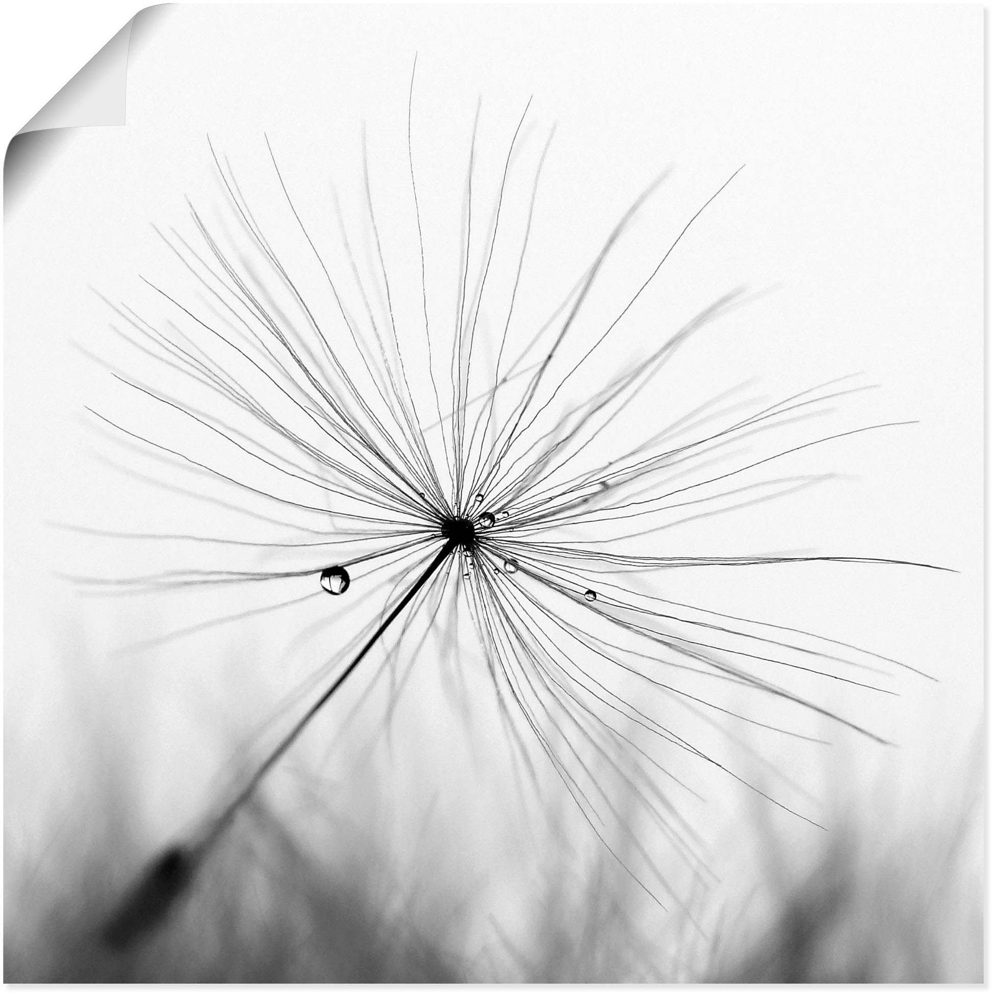 Artland Wandbild »Pusteblume Schirmchen«, Blumen, (1 St.), als Alubild ...
