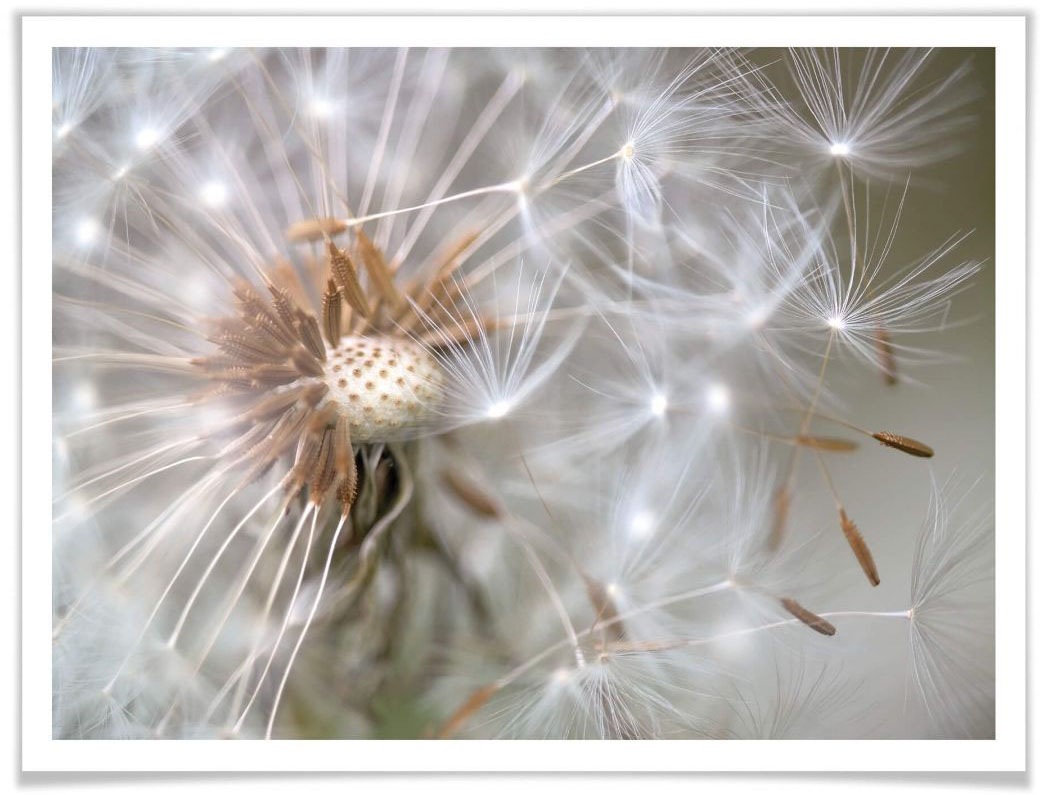 Wall-Art Poster »Pusteblume im Flug«, Blumen, (1 St.), Poster ohne ...