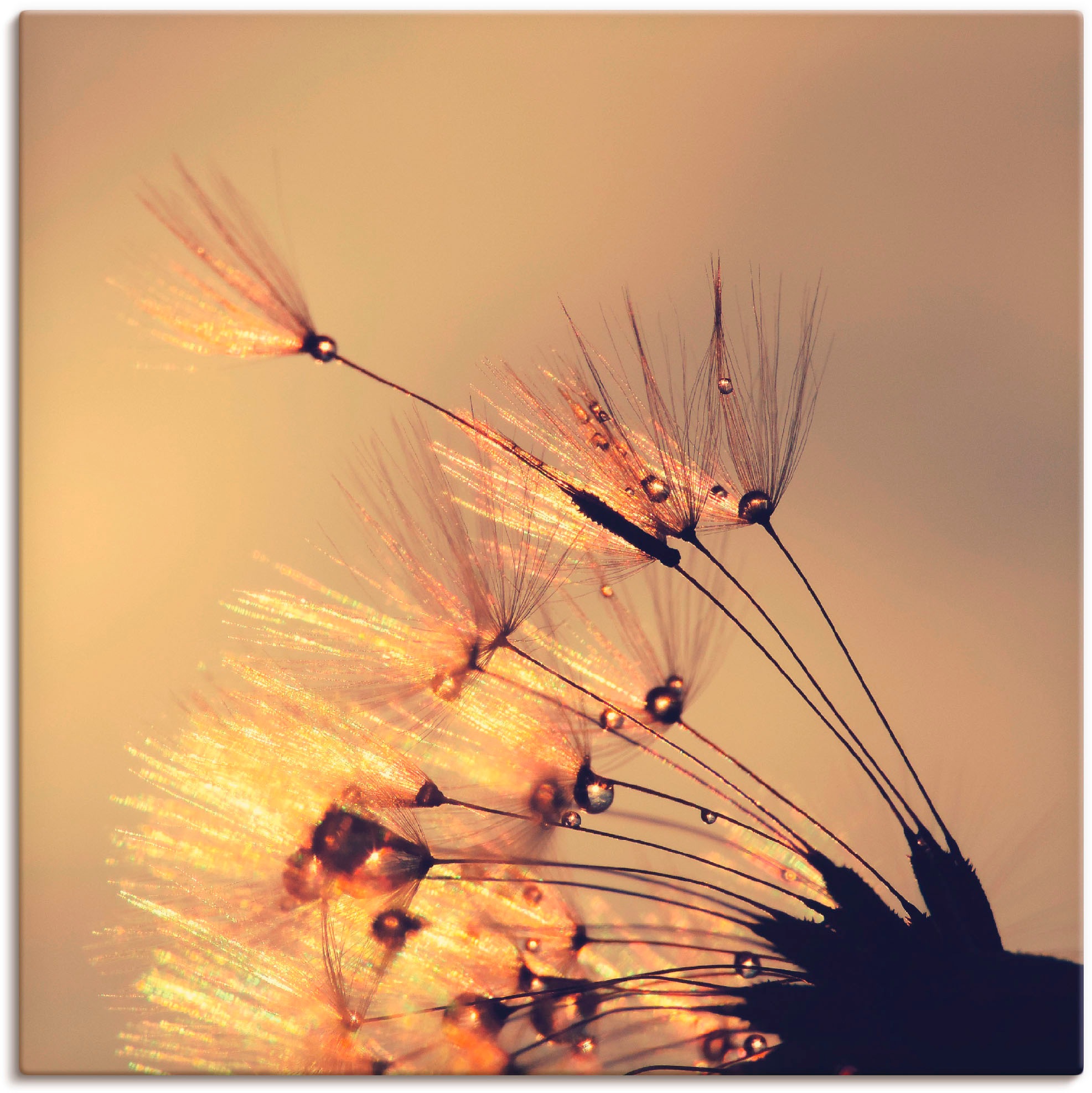 Artland Leinwandbild »Pusteblume Goldene Schirmchen«, Blumen, (1 St ...