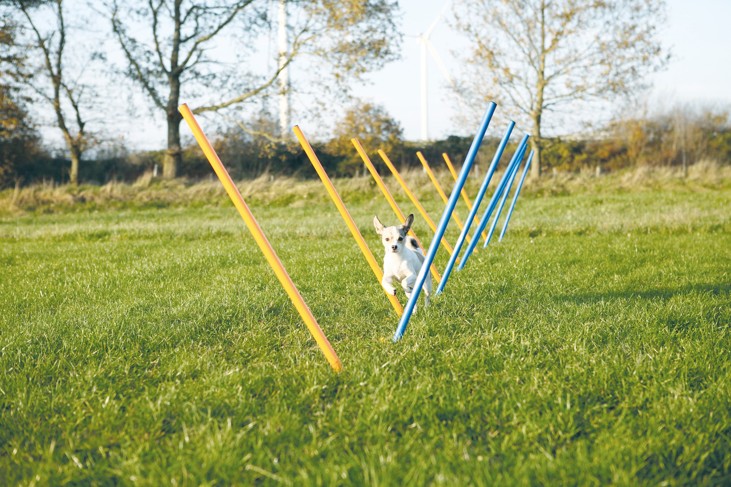 TRIXIE Agility-Slalom, Kunststoff, 12 Stangen online kaufen | BAUR