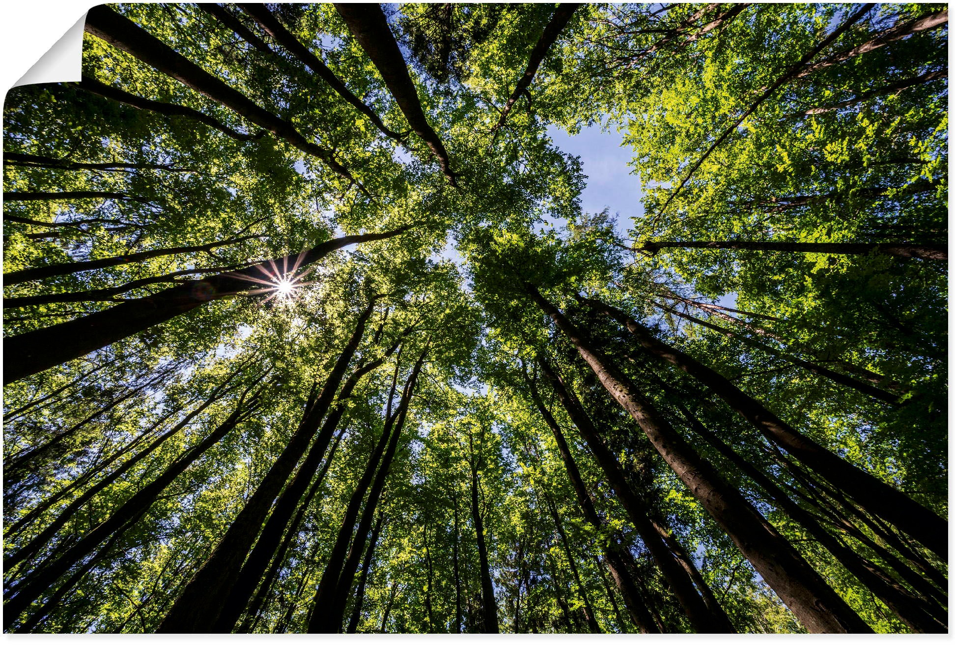 Artland Wandbild »Bäume von unten im Sommer«, Baumbilder, (1 St.), als ...