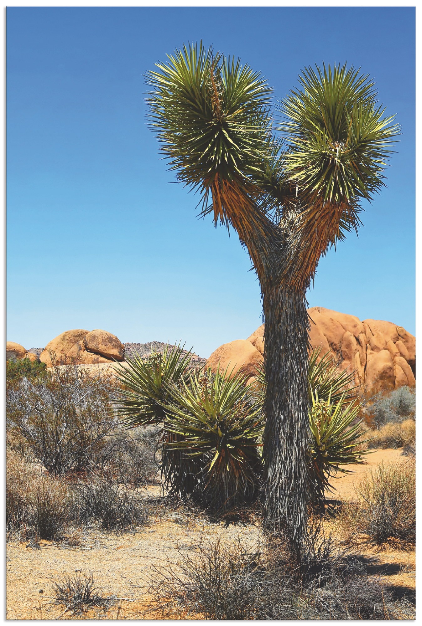 Artland Wandbild »Joshua Tree in der Mojave Wüste II«, Wüste, (1 St ...