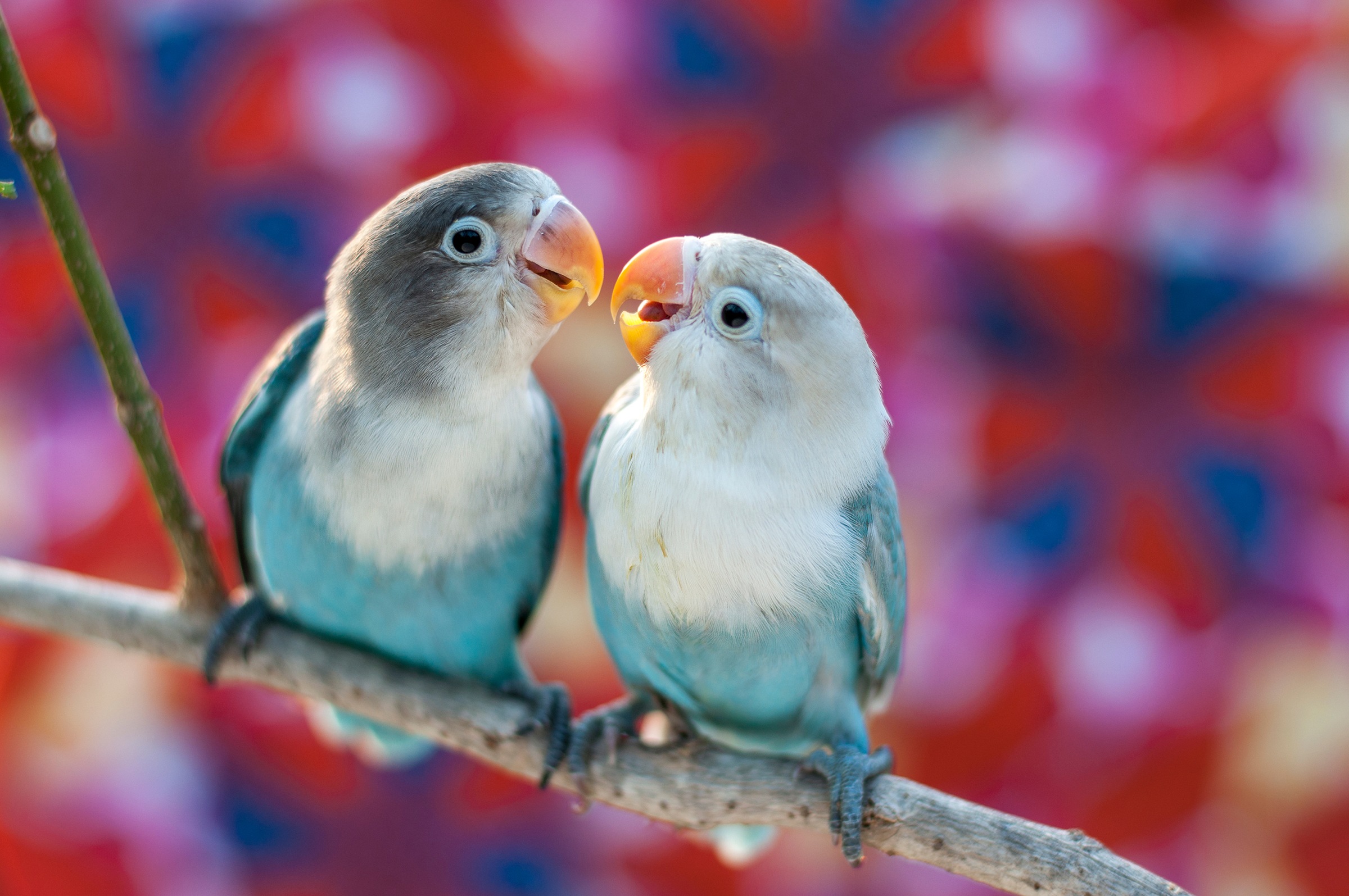 Papermoon Fototapete »Love Birds« | BAUR