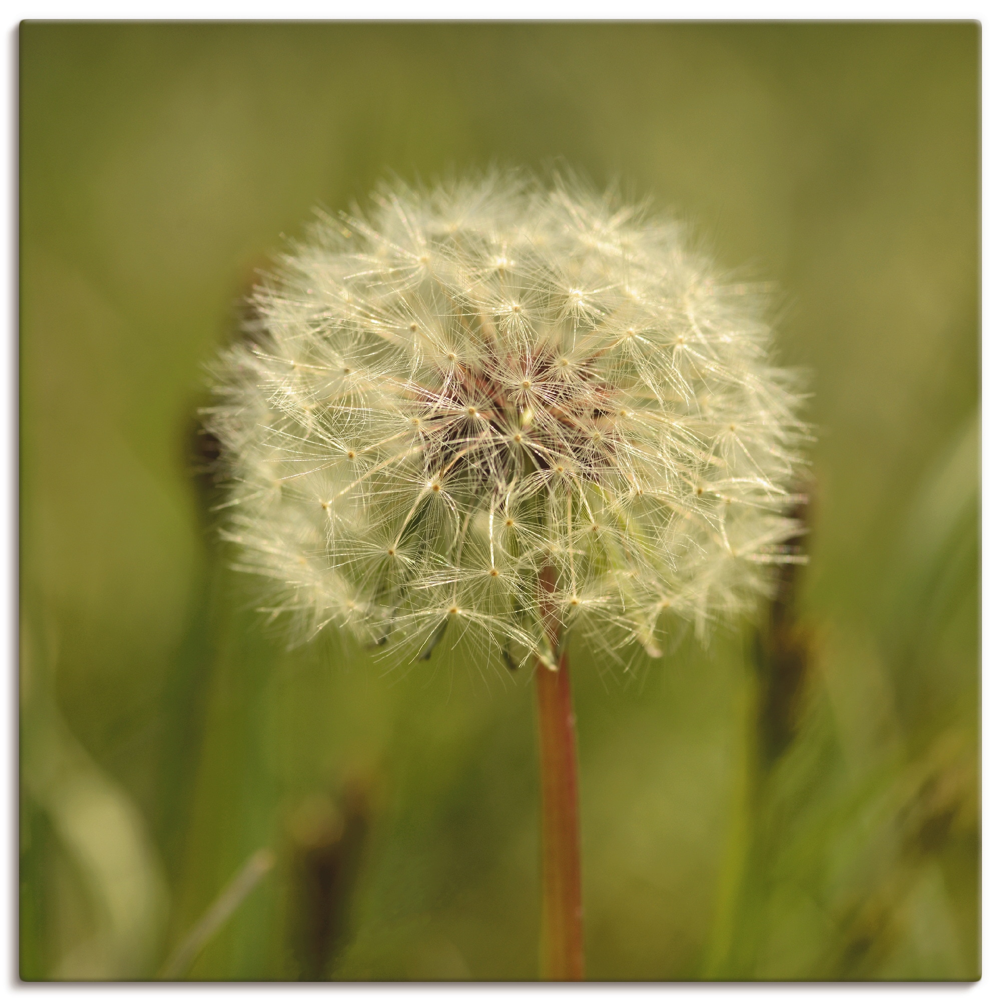 Artland Wandbild »Pusteblume II«, Blumen, (1 St.), als Alubild ...
