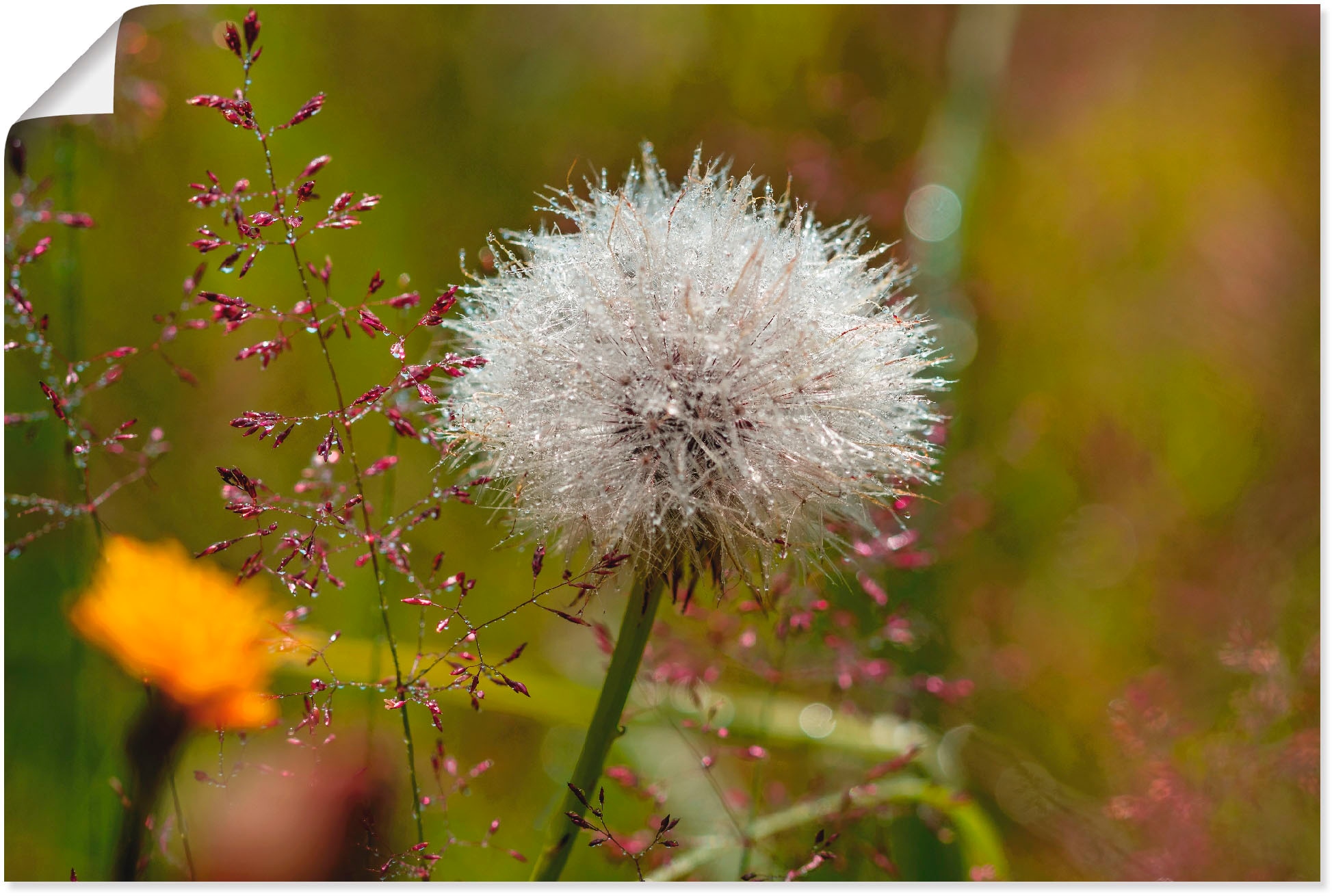 Artland Wandbild »Pusteblume im Blumenfeld«, Blumen, (1 St.), als ...