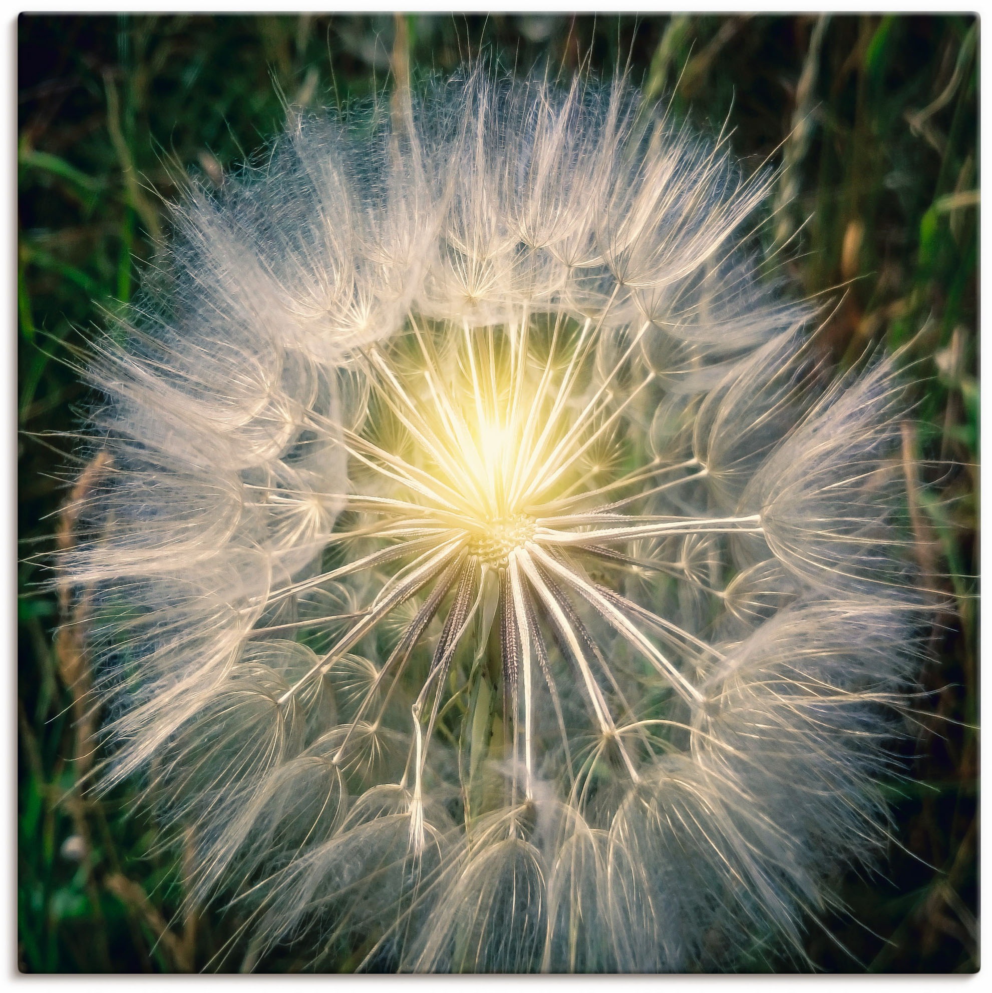 Artland Wandbild »Pusteblume Makroaufnahme mit Licht«, Blumenbilder, (1 ...