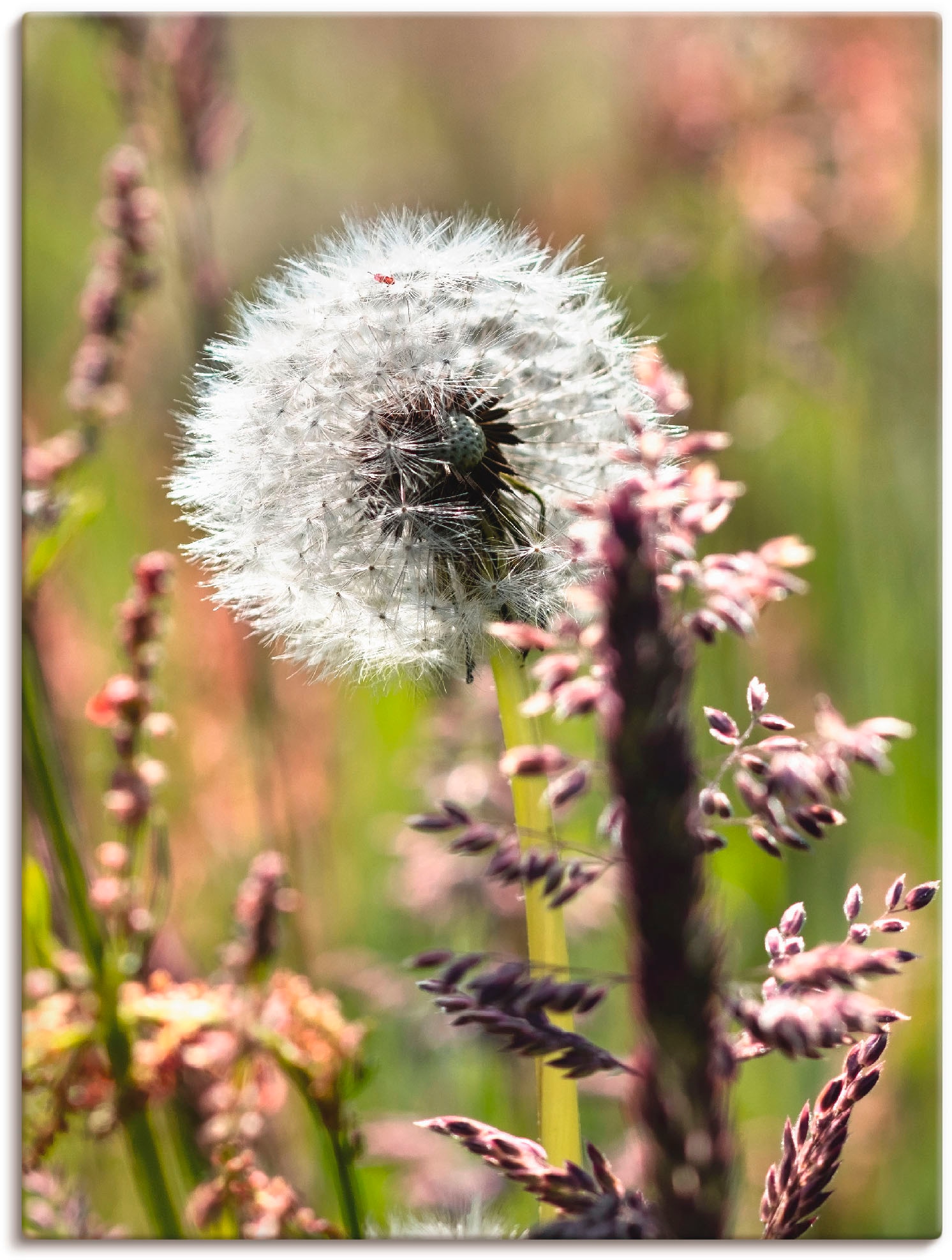 Artland Wandbild »Pusteblume III«, Blumen, (1 St.), als Leinwandbild ...